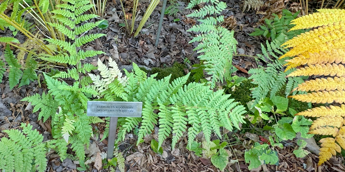 Mondays with Martha #228 - Acadia National Park: The Wild Gardens of ...