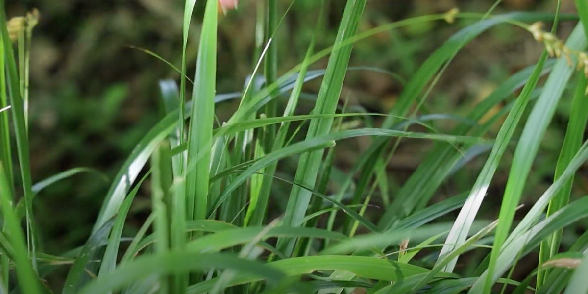 Mondays with Martha #121 - Beak Grass — Nature Niche