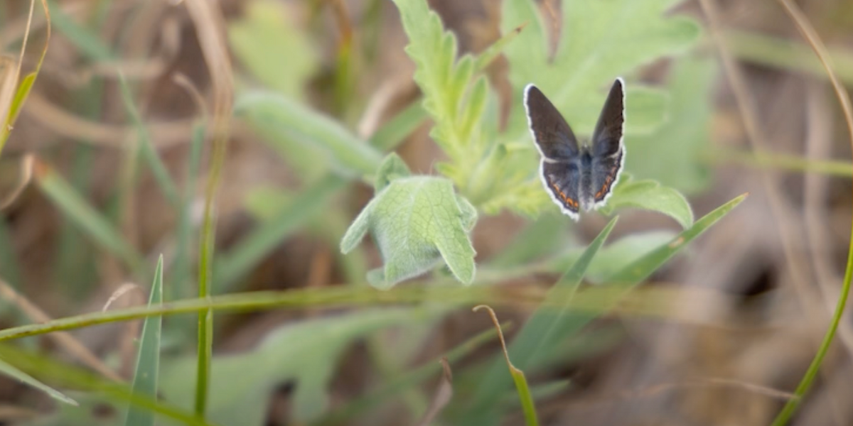 Karner Blue Butterfly Lupine