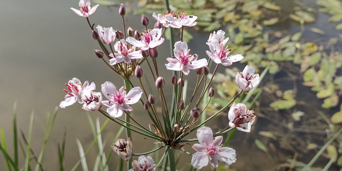 Mondays with Martha #220 - Invasive Flowering Rush — Nature Niche