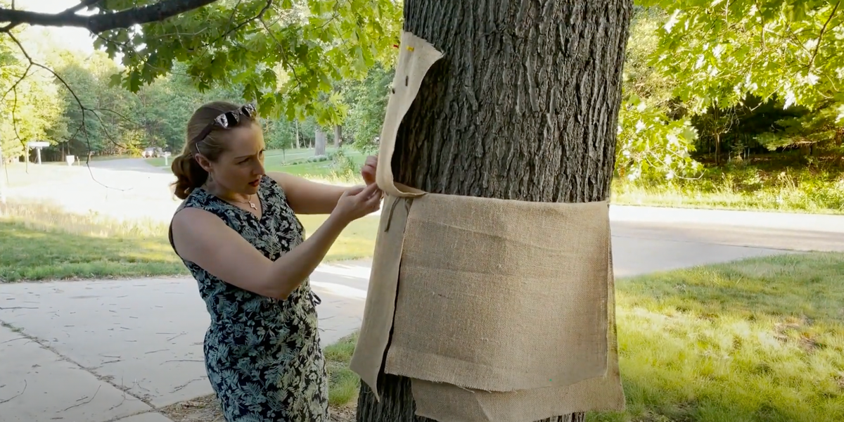 Mondays with Martha #109 - Monitoring Burlap Bands for Spongy Moth ...