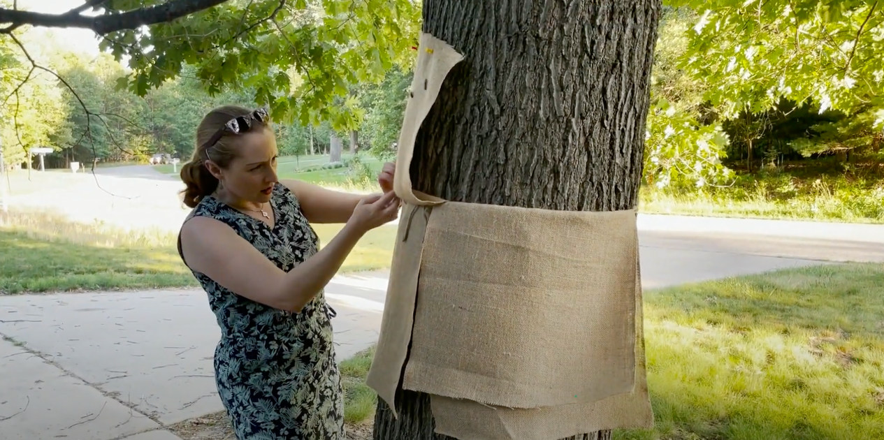 Mondays with Martha #109 - Monitoring Burlap Bands for Spongy Moth ...