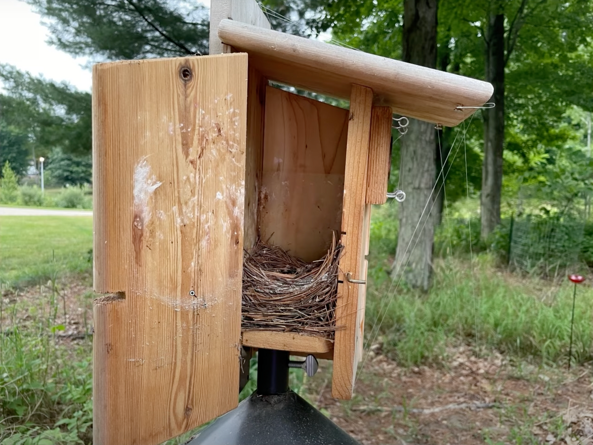 Mondays with Martha #148 - Nest Box Basics - Monitoring & NestWatch ...