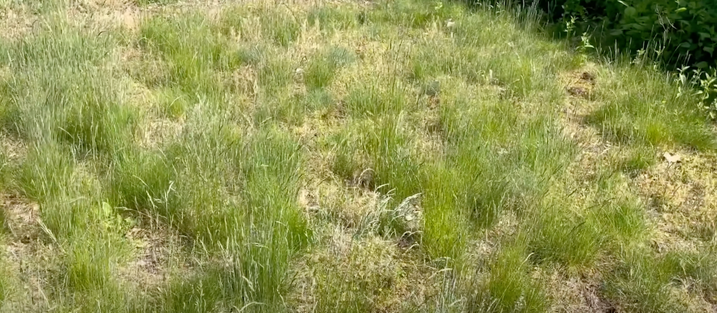 Mondays with Martha #205 - No Mow May (Low Mow Spring) — Nature Niche