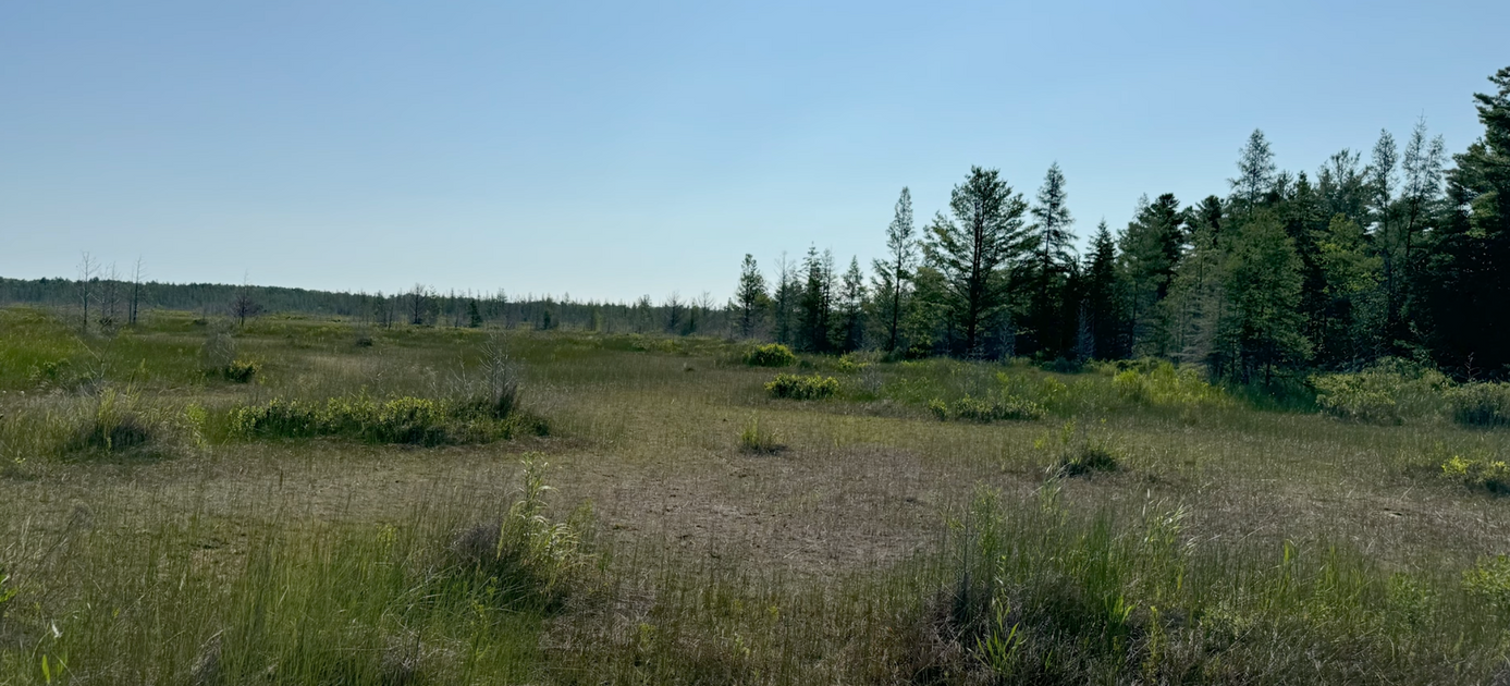 Mondays with Martha #225 - Rare Michigan Wetlands: Coastal Fen — Nature ...