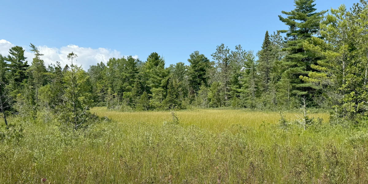 Mondays with Martha #224 - Rare Michigan Wetlands: Northern Fen ...