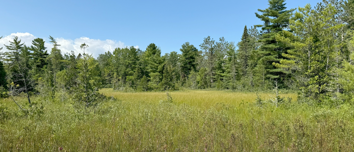 Mondays with Martha #224 - Rare Michigan Wetlands: Northern Fen ...