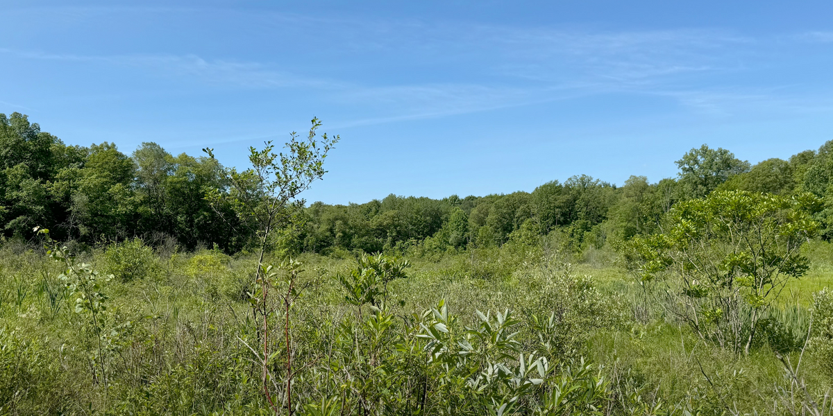 Mondays with Martha #223 - Rare Michigan Wetlands: Prairie Fen — Nature ...