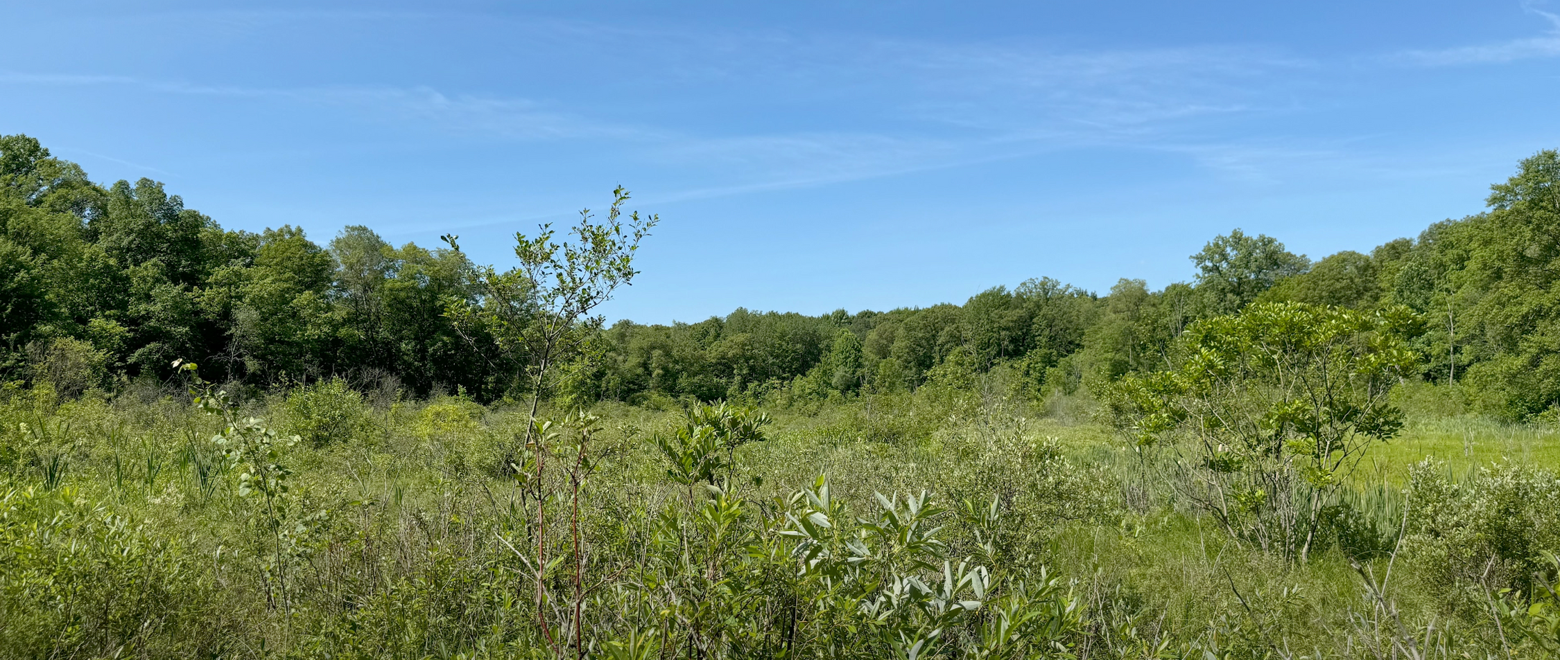 Mondays with Martha #223 - Rare Michigan Wetlands: Prairie Fen — Nature ...