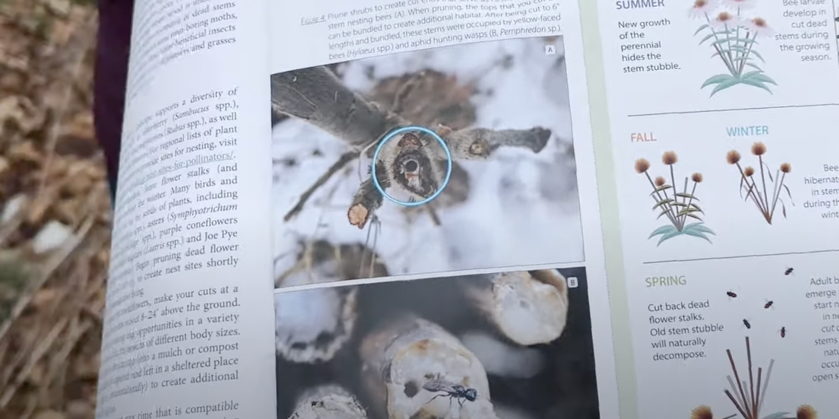 Mondays with Martha #201 - Spring Yard Cleanup: Save the Stems — Nature ...