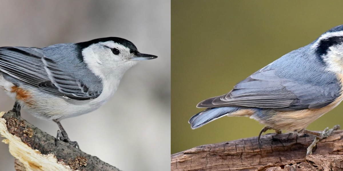 Mondays with Martha #262 - White-breasted vs. Red-breasted Nuthatch ...