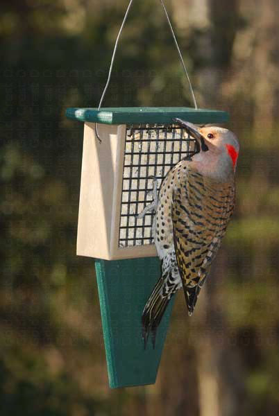 Suet, Cylinder, and Seed Cake Bird Feeders — Nature Niche