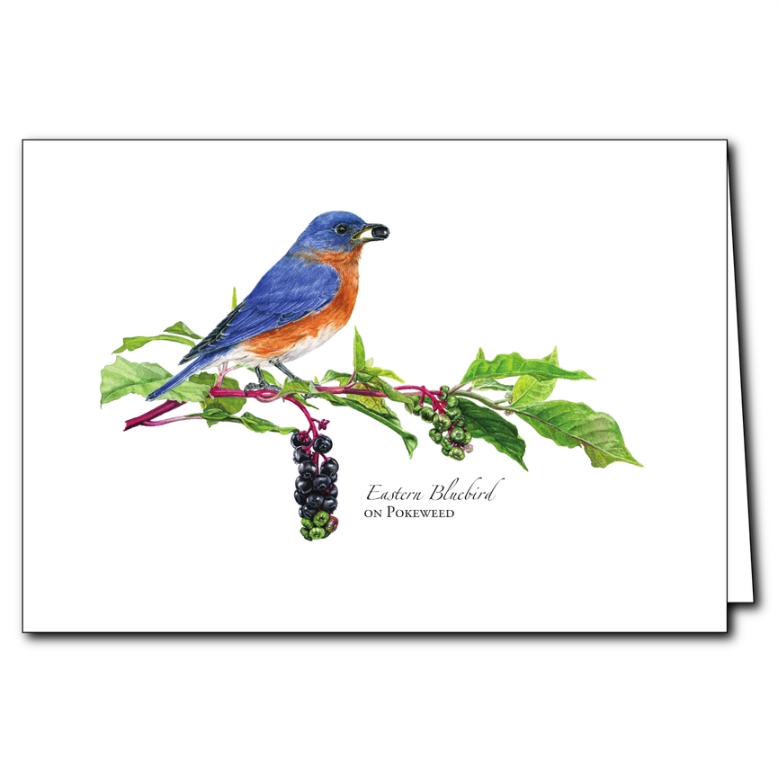 Bluebird On Pokeweed Greeting Card — Nature Niche