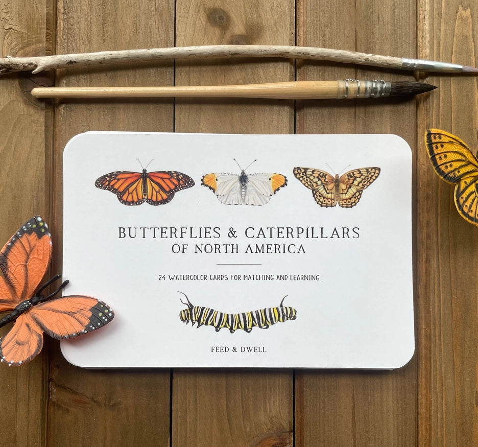 Butterfly and Caterpillar Learning Cards — Nature Niche