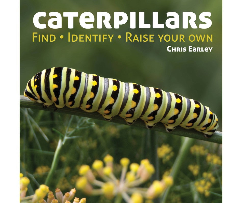 Caterpillars: Find - Identify - Raise Your Own — Nature Niche