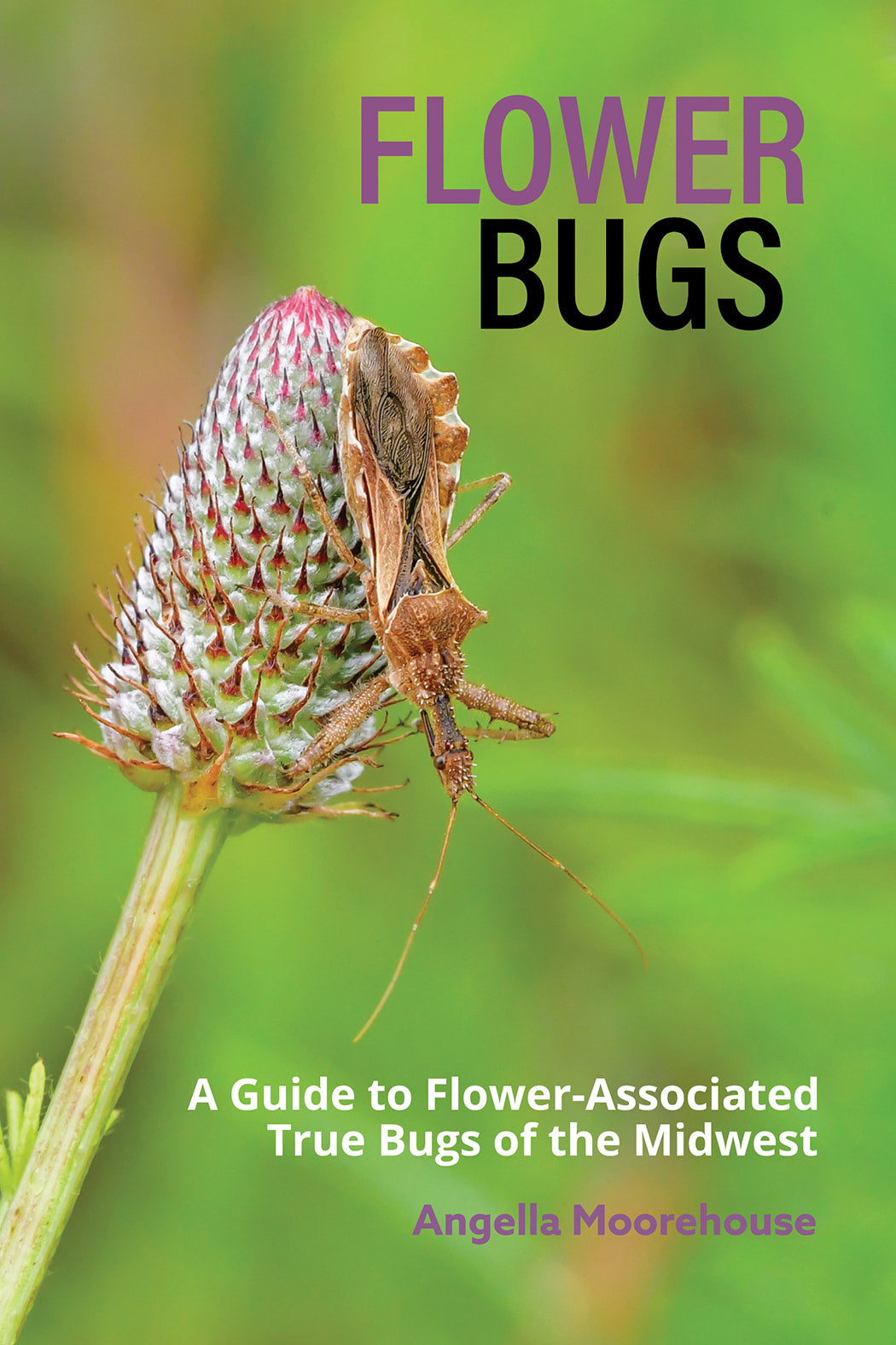 Flower Bugs: A Guide to Flower-Associated True Bugs of the Midwest ...
