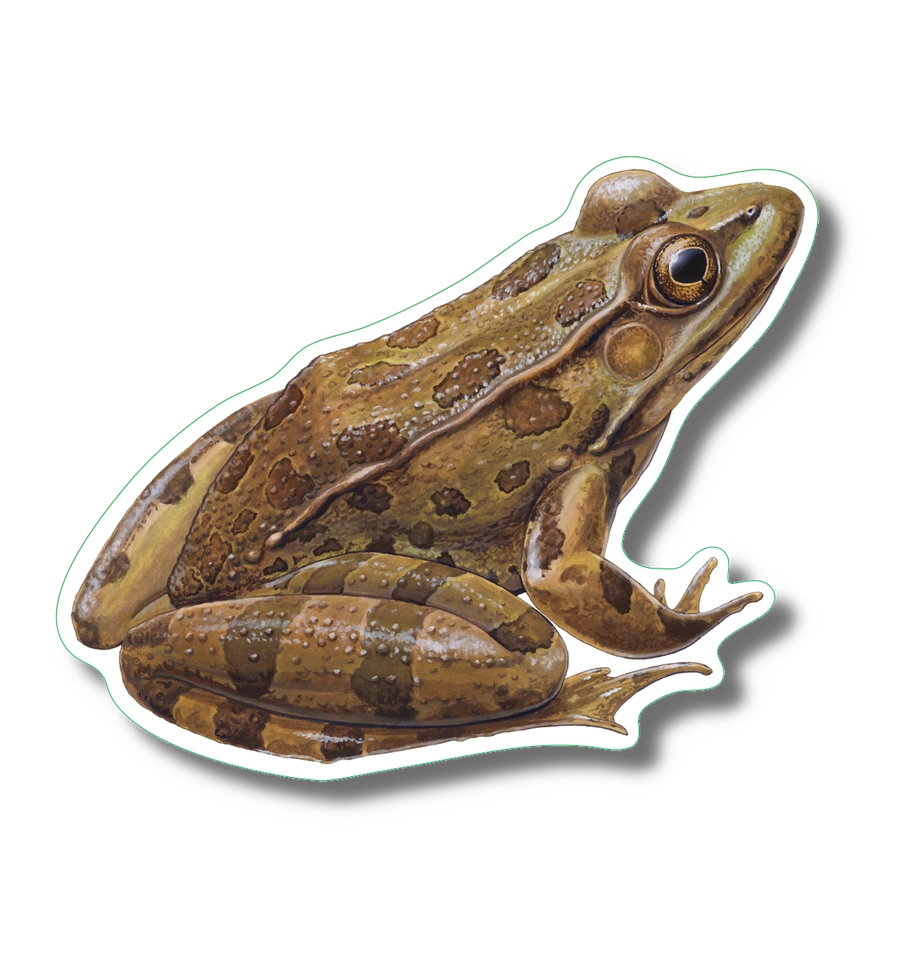 Leopard Frog Nature Sticker — Nature Niche