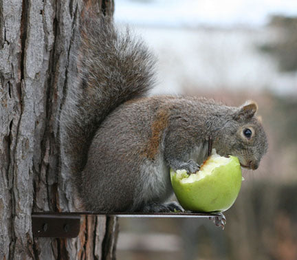 Squirrel Platform Feeder - Made in the USA — Nature Niche