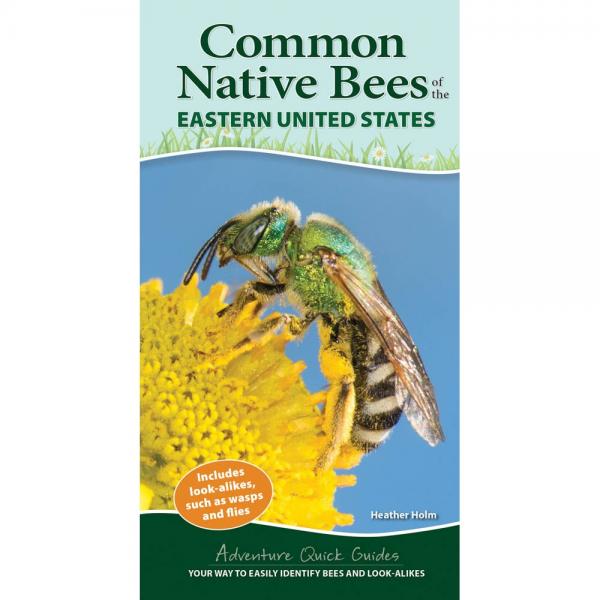 Common Native Bees of Eastern United States — Nature Niche