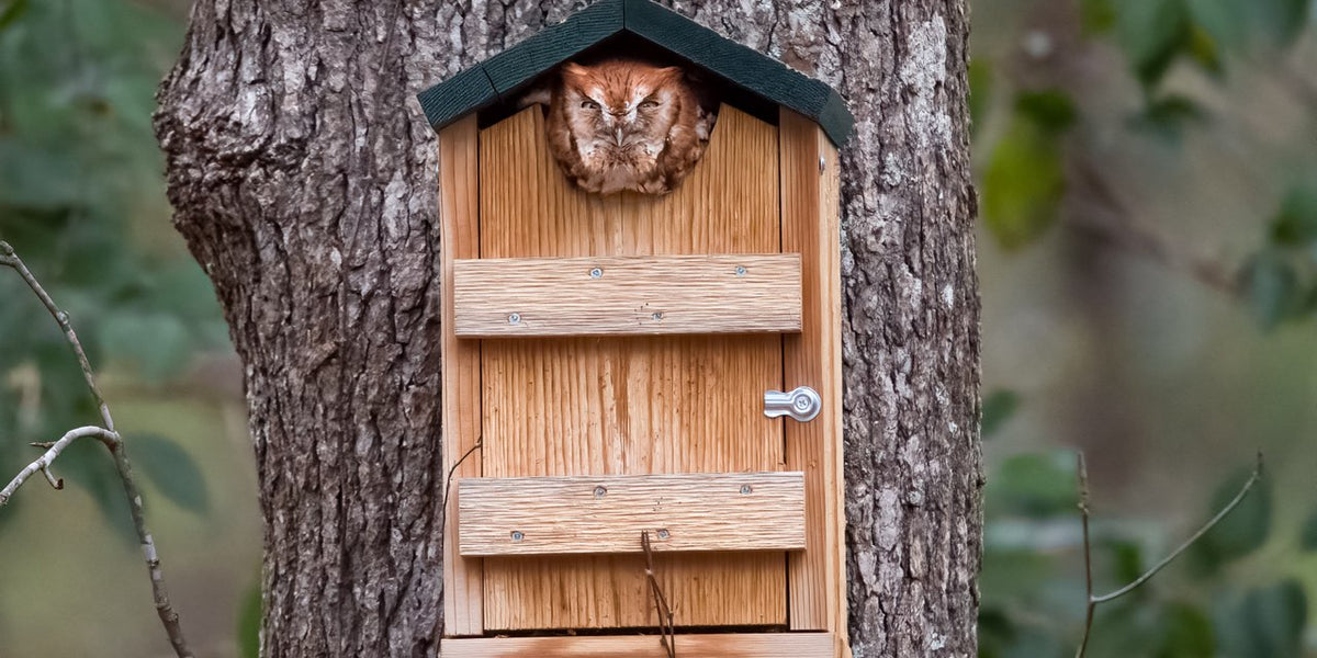 owl nesting box with camera