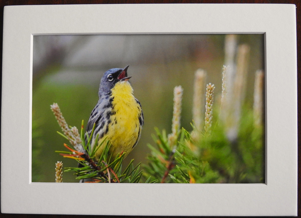 Kirtland Warbler Photography Print - Matted — Nature Niche